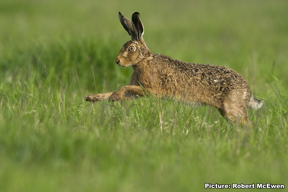 Brown Hare History & Status – The Hare Preservation Trust