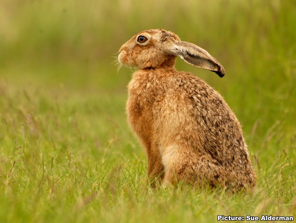 Gallery – The Hare Preservation Trust